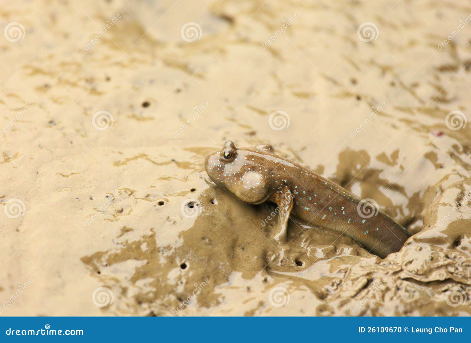 Mudskipper fish stock photo. Image of breathe, pall, fins - 26109670
