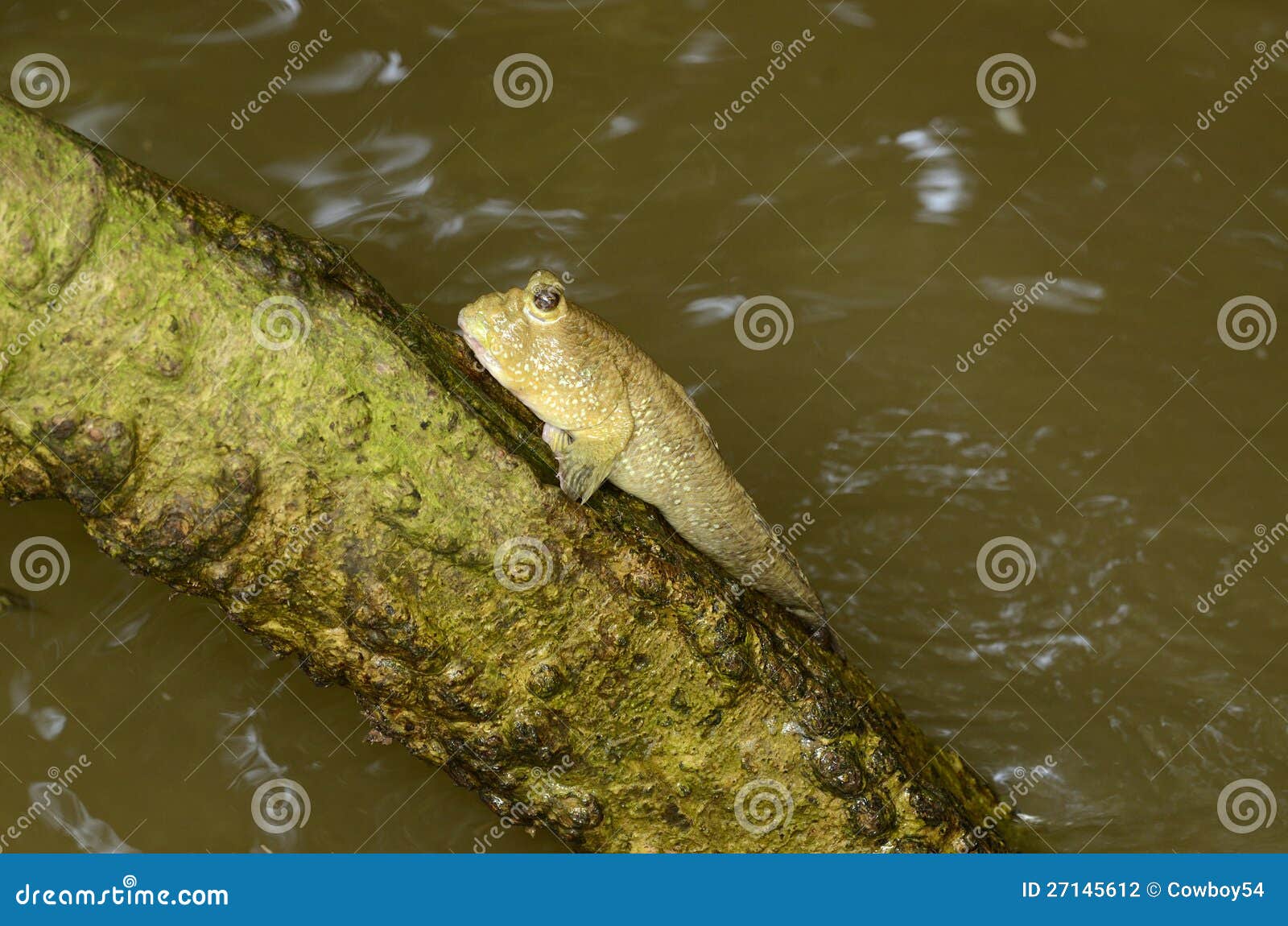Mudskipper Fish Stock Photography - Image: 27145612