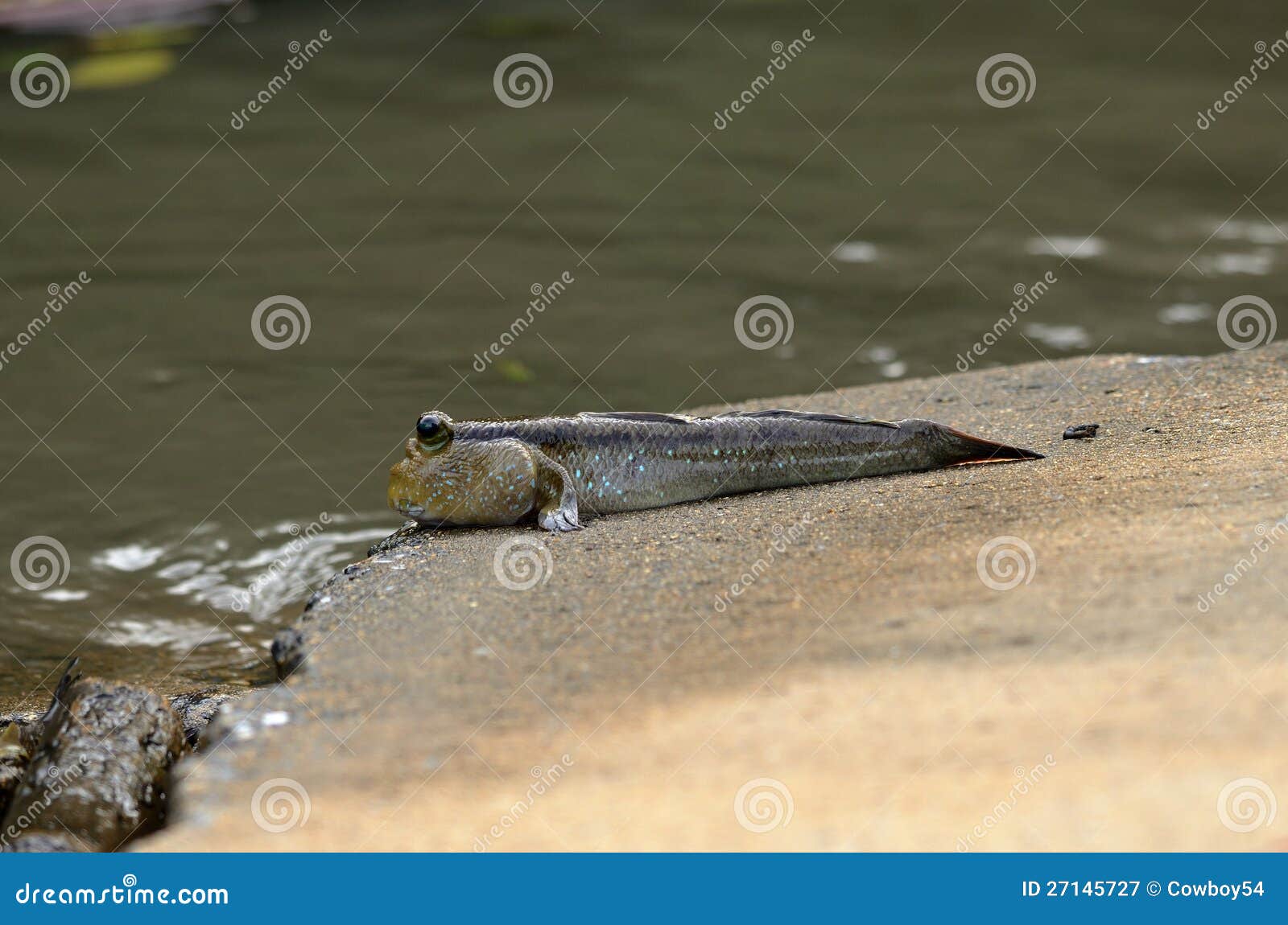 Mudskipper fish stock image. Image of fauna, live, outdoor - 27145727