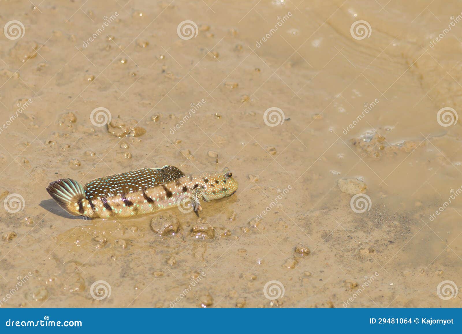 Mudskipper fish stock photo. Image of life, asia, amphibian - 29481064