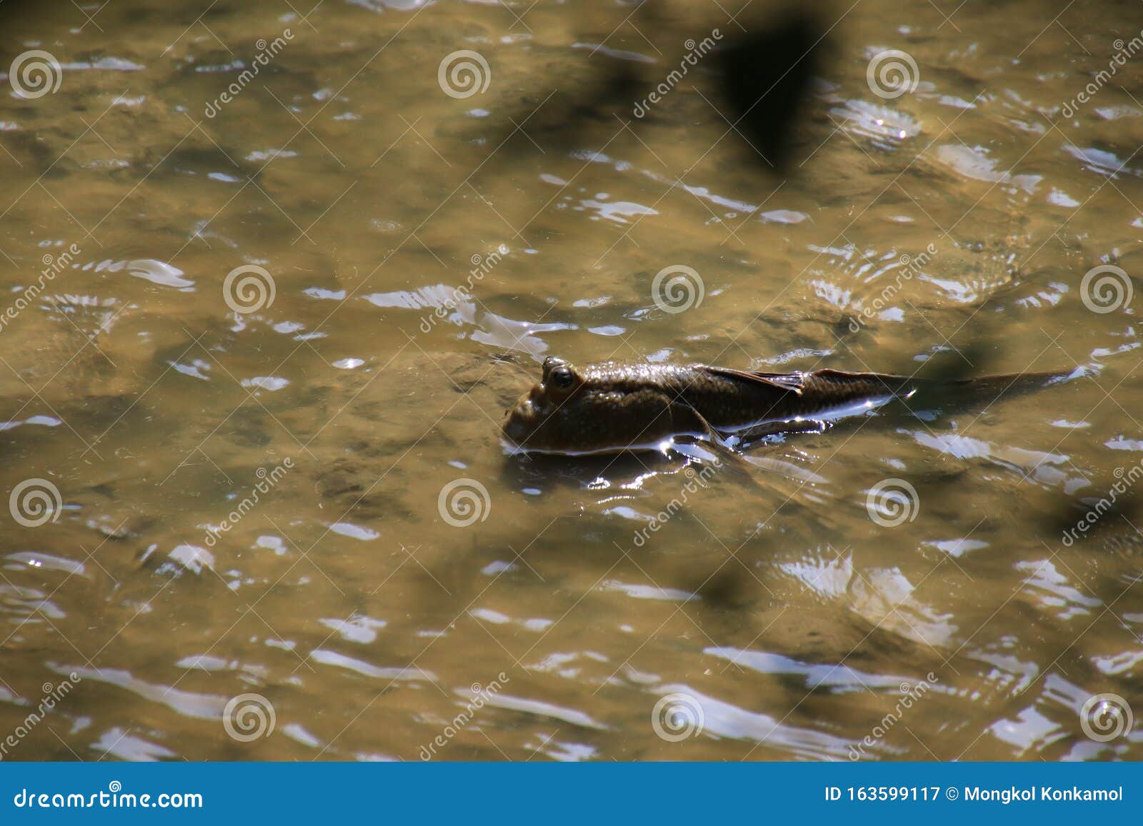 Mudskipper Fish,Amphibious Fish Lying on the Mud in Mangrove Forest ...