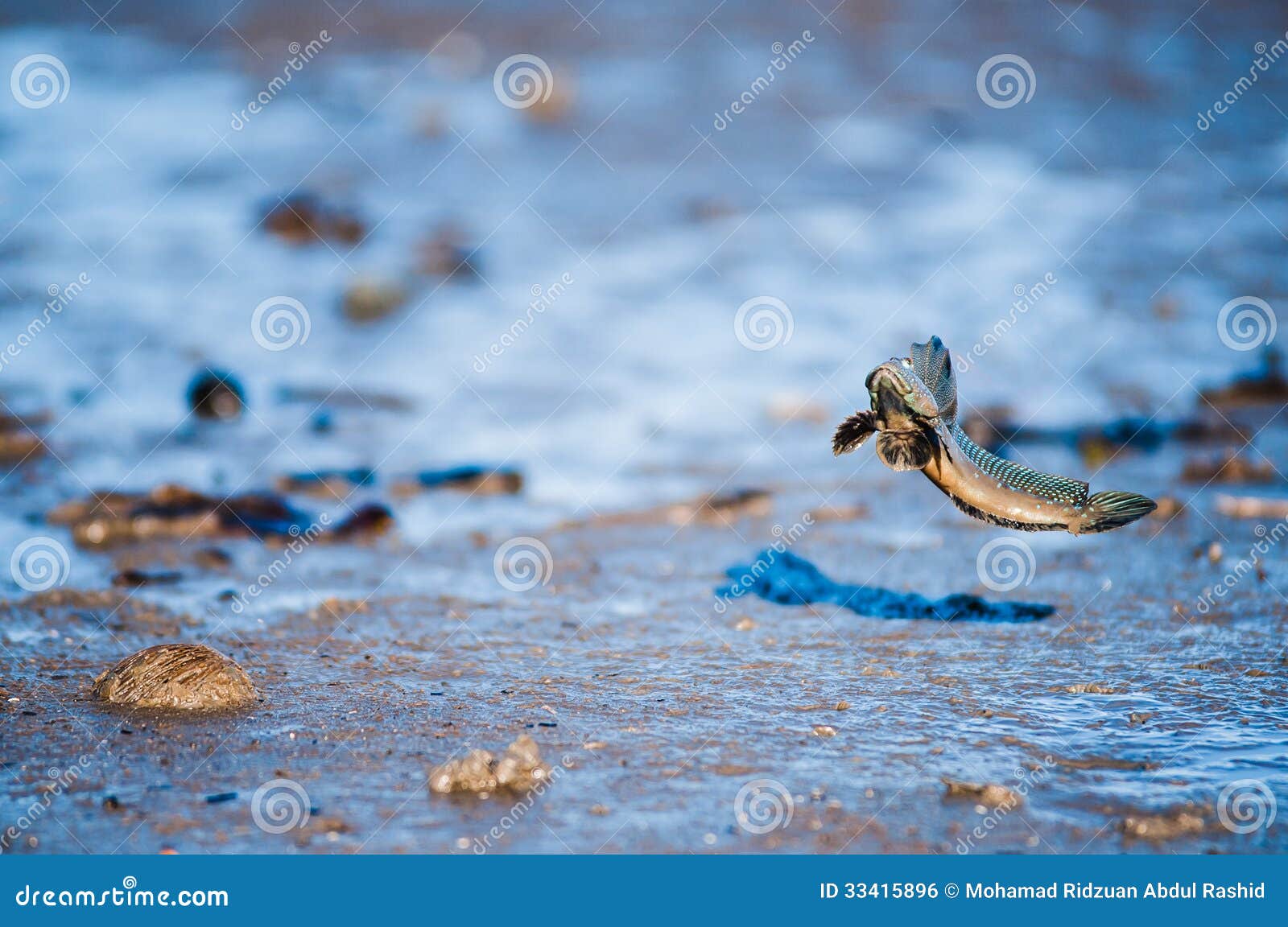 Mudskipper Fish, Amphibious Fish In Mangrove Forest Royalty-Free Stock ...