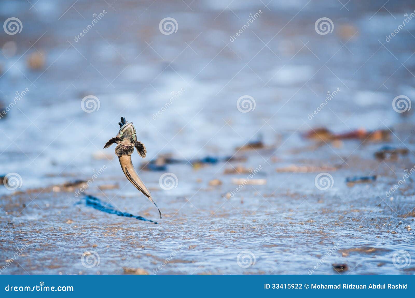Mudskipper Jumping