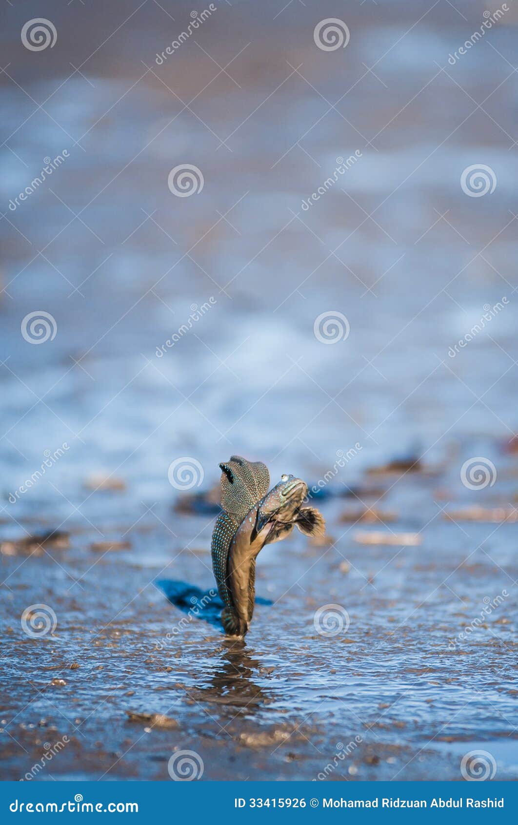 Mudskipper Fish, Amphibious Fish In Mangrove Forest Royalty-Free Stock ...