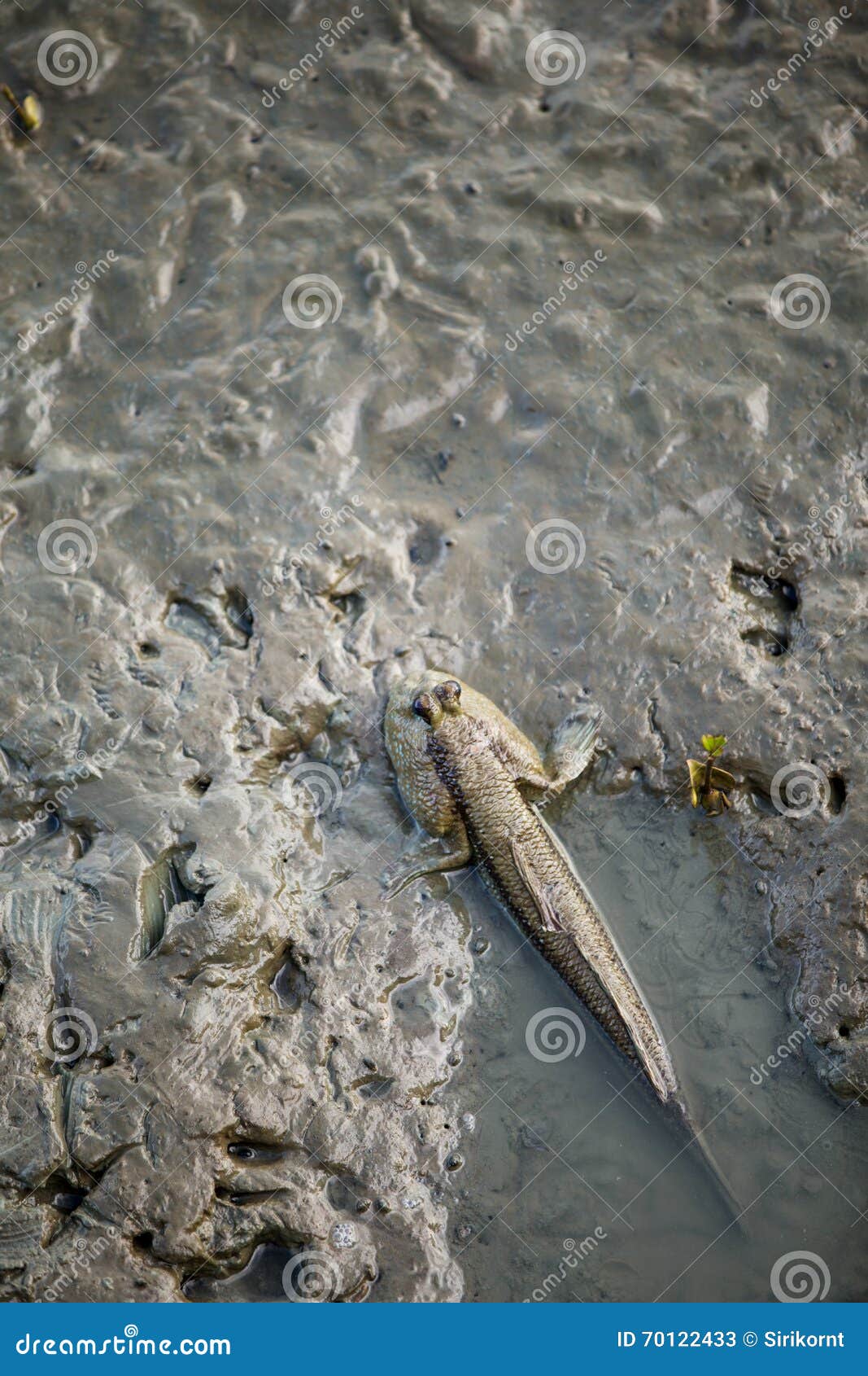 Mudskipper fish stock image. Image of animal, organism - 70122433