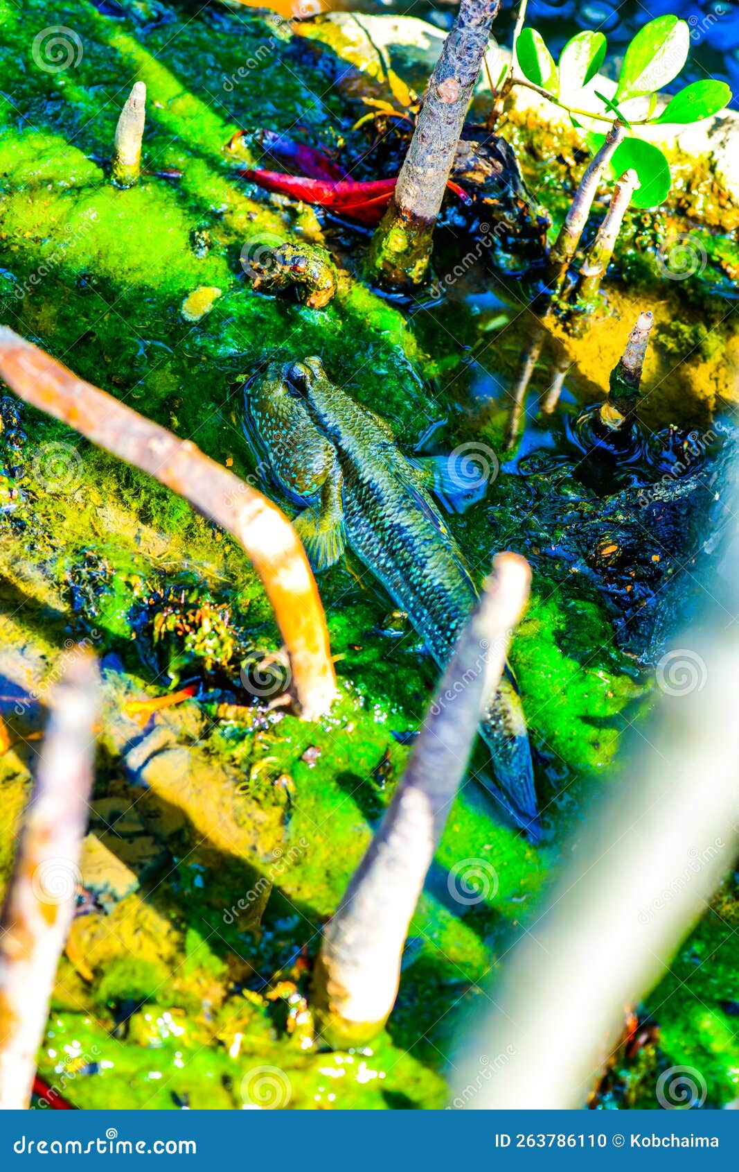 Mudskipper Fish with Mangrove Forest Stock Photo - Image of green ...
