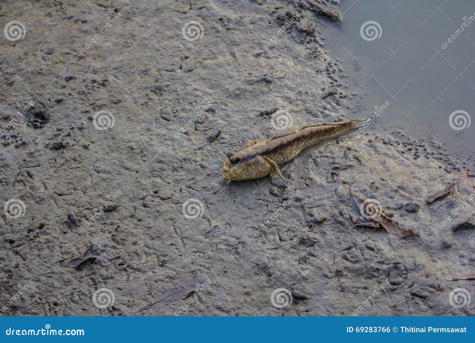 Mudskipper fish stock photo. Image of asian, exotic, inhaling - 69283766
