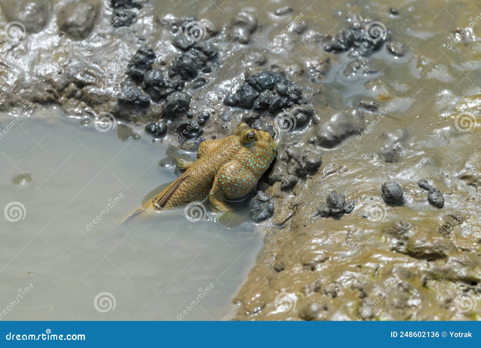 Mudskipper fish in the mud stock photo. Image of nature - 248602136