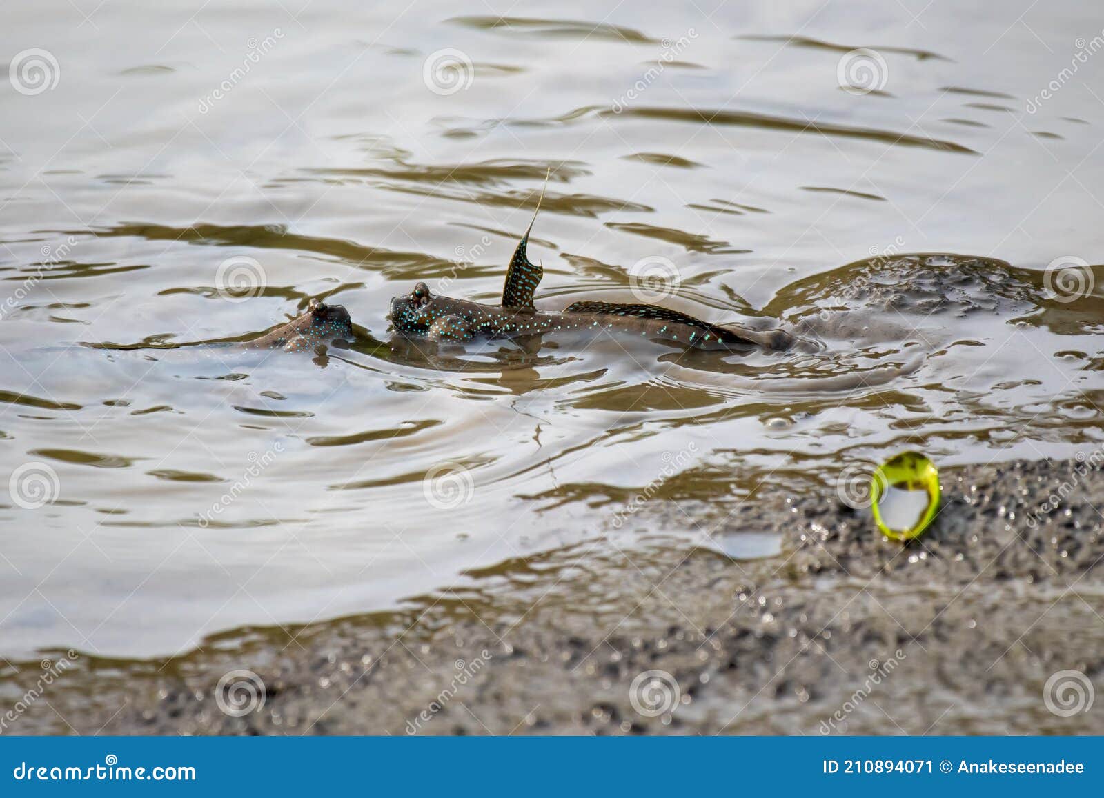 Mudskipper Fish in the Sea Mangrove Area Stock Image - Image of closeup ...