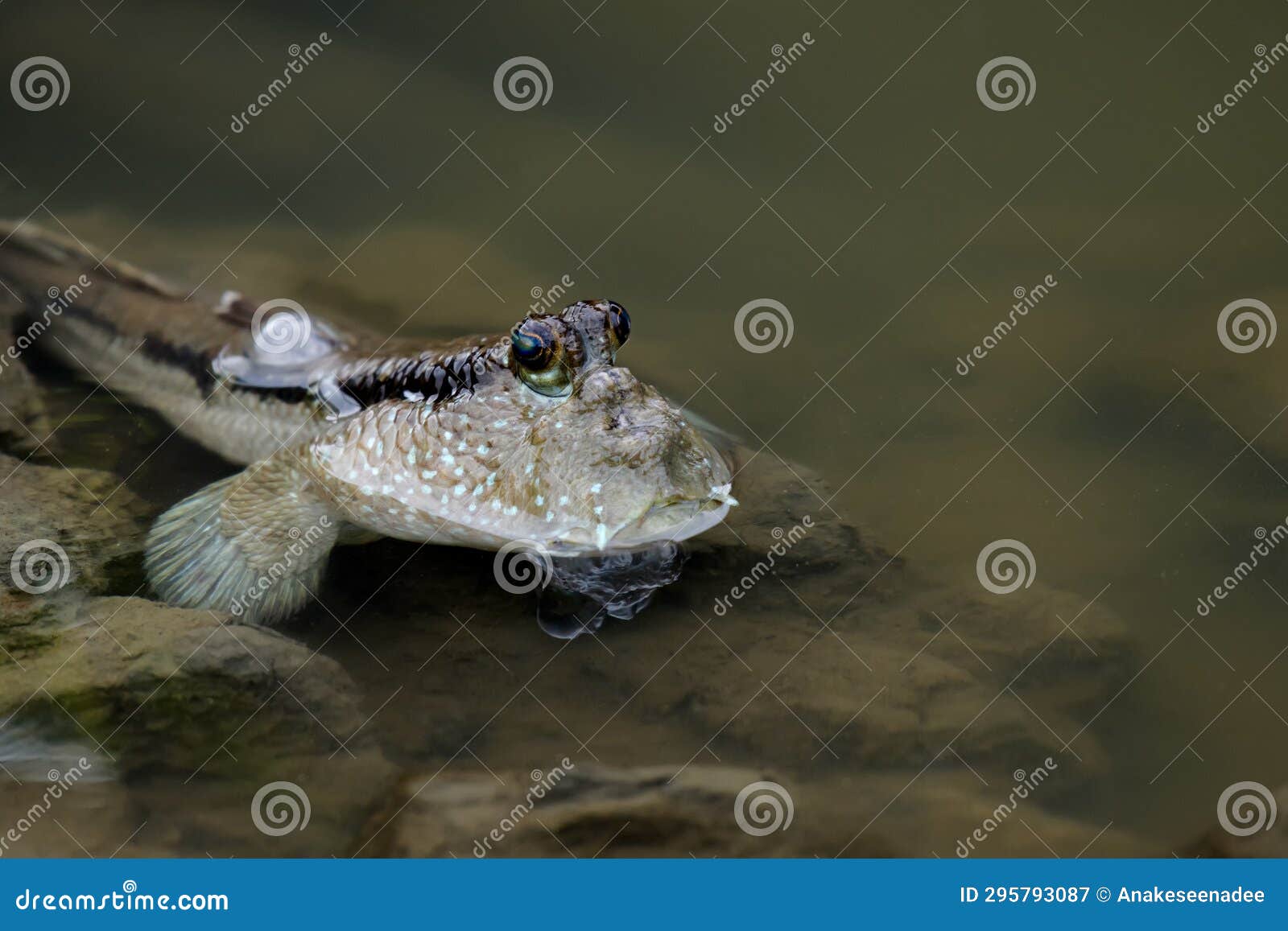 Mudskipper Fish in the Sea Mangrove Area Stock Image - Image of blue ...