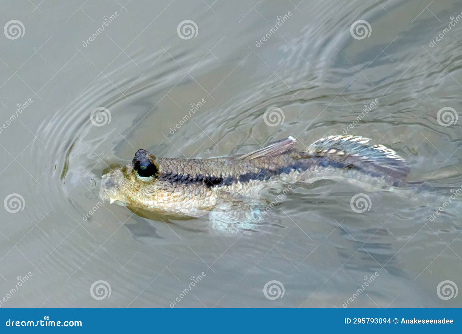 Mudskipper Fish in the Sea Mangrove Area Stock Photo - Image of ...