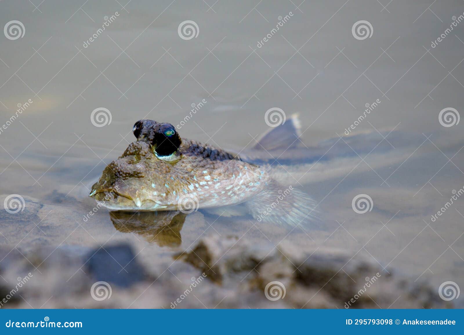 Mudskipper Fish in the Sea Mangrove Area Stock Photo - Image of fish ...