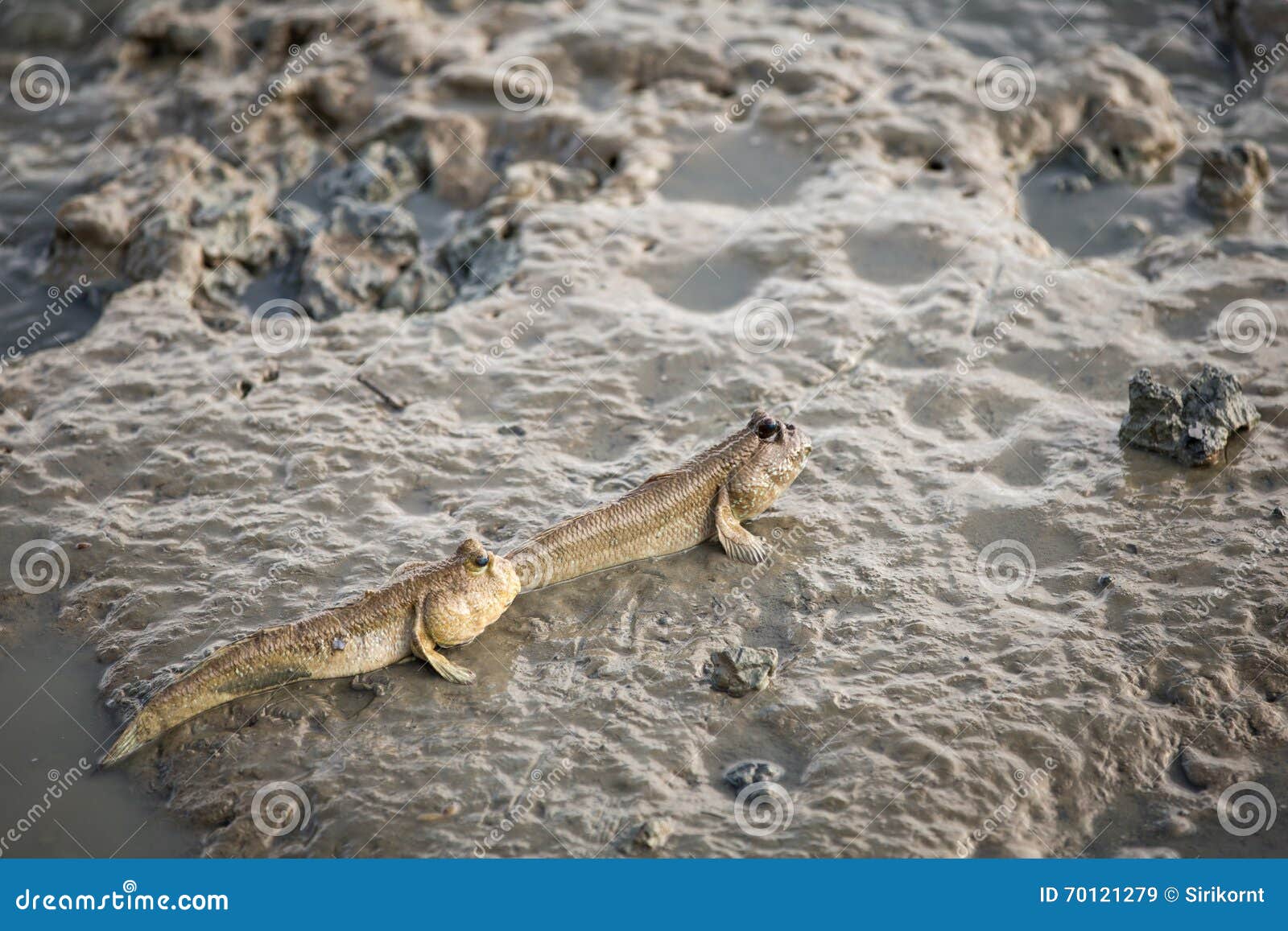 Mudskipper fish stock image. Image of hobbies, marina - 70121279