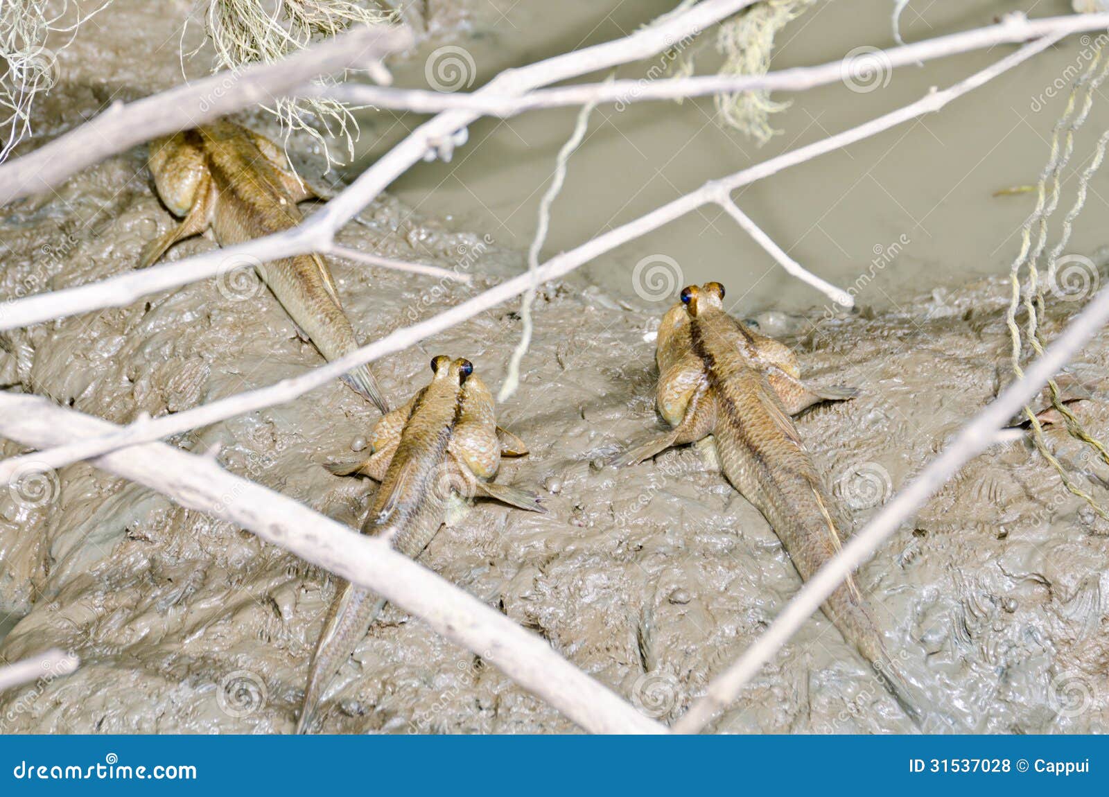 Mudskipper fish stock photo. Image of marina, outdoor - 31537028