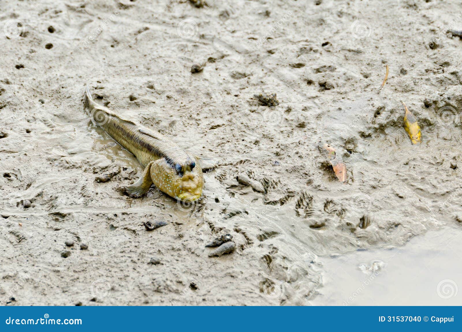 Mudskipper fish stock photo. Image of animal, lungfish - 31537040