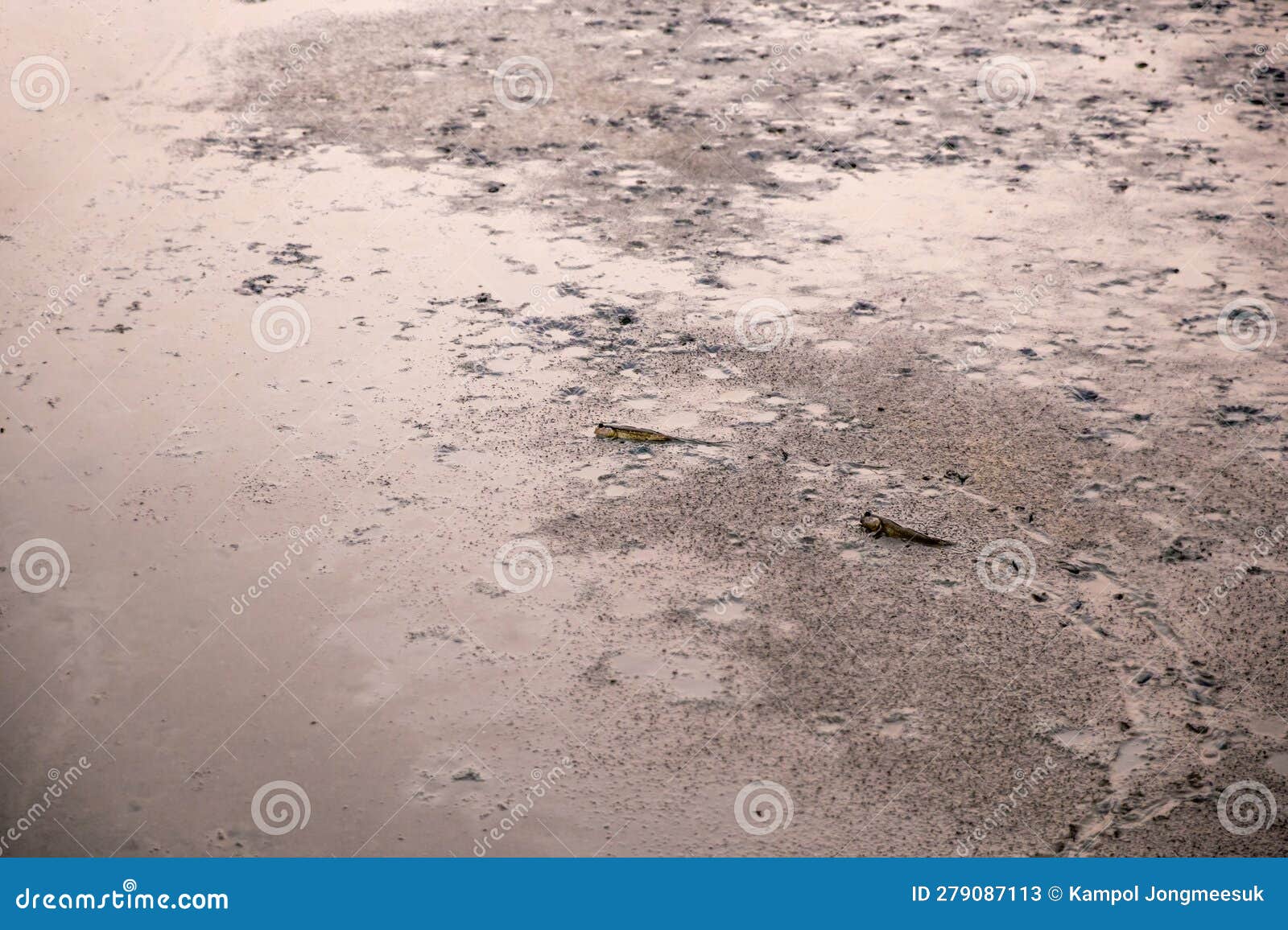 Mudskipper Fish Walk on Land, Focus Selective Stock Image - Image of ...