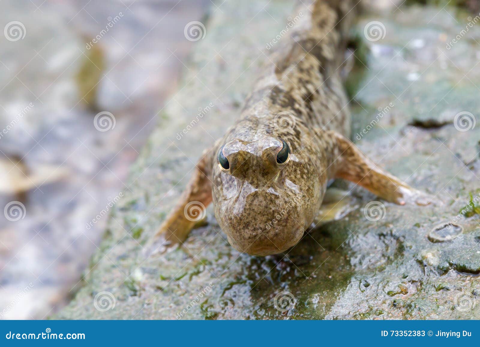 Mudskipper. Mudskippers Common In Can Gio Coastal Area, Vietnam Stock ...