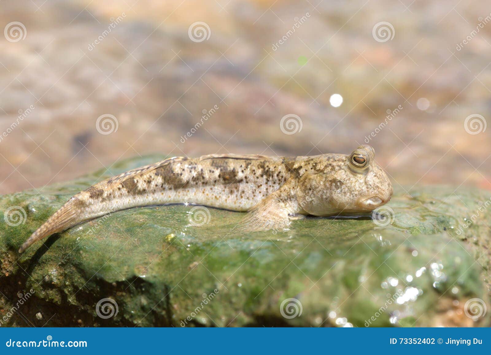 Mudskipper. Mudskippers Common In Can Gio Coastal Area, Vietnam Stock ...