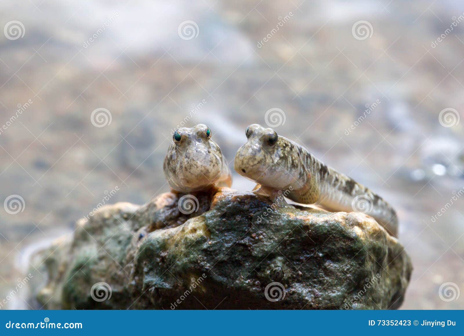 Mudskipper stock image. Image of fish, jumping, skipper - 73352423