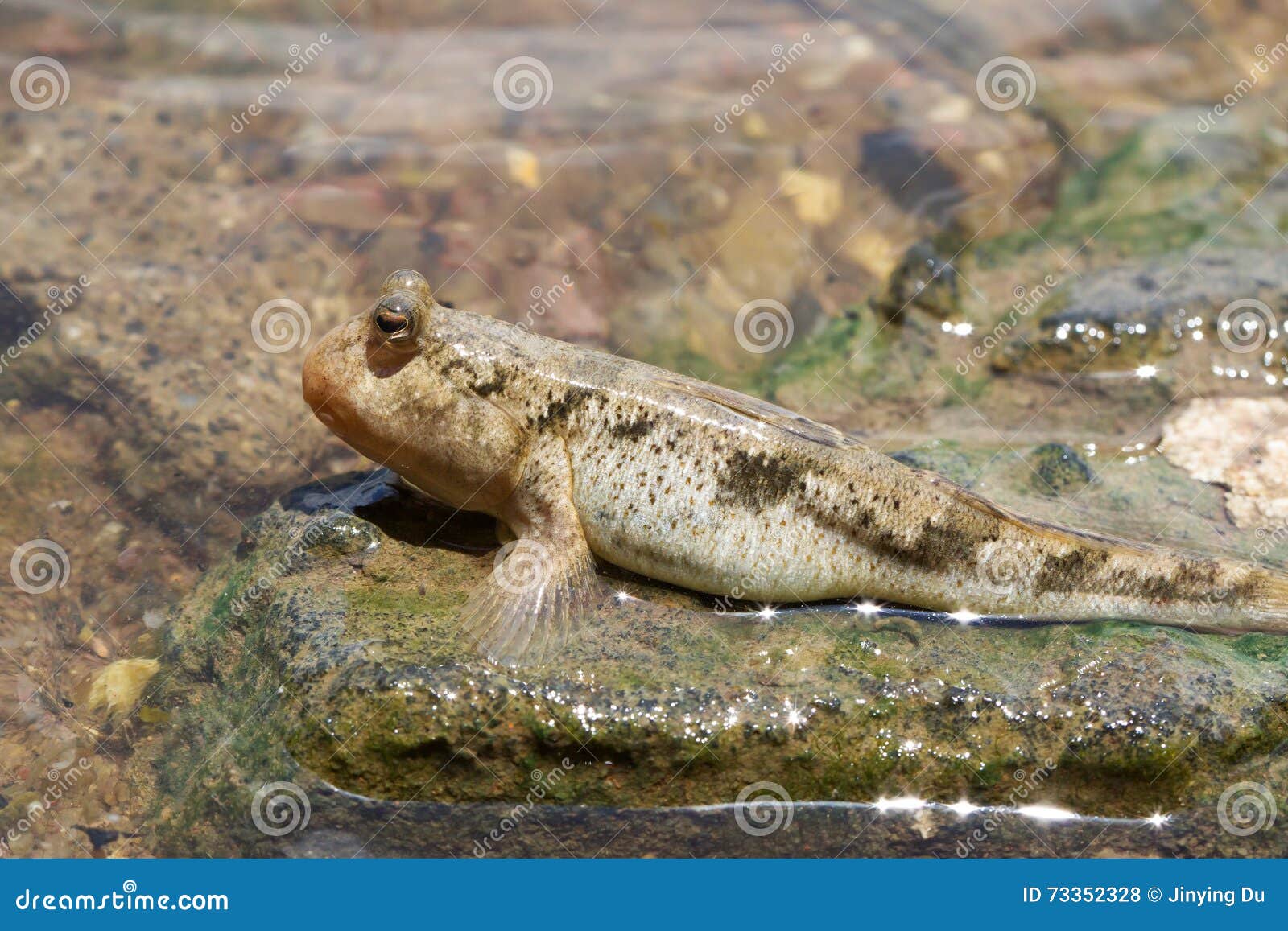 Mudskipper stock photo. Image of animal, fish, marine - 73352328