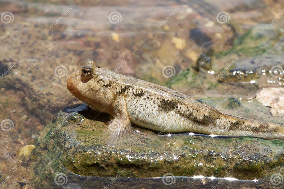 Mudskipper stock photo. Image of animal, fish, marine - 73352328