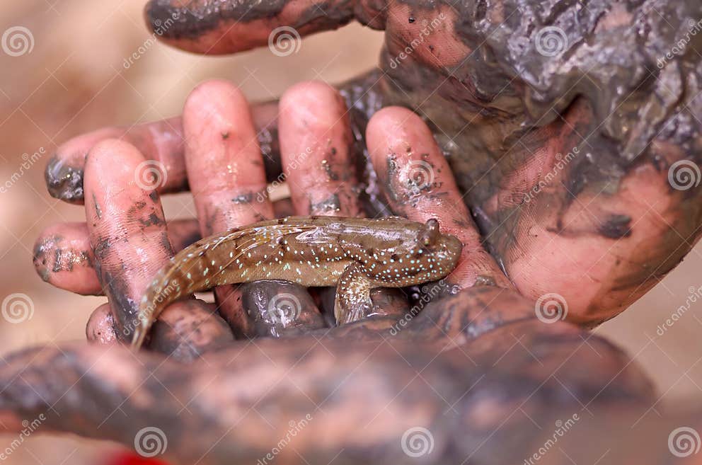 Mudskipper in hand stock photo. Image of tropical, park - 39504820