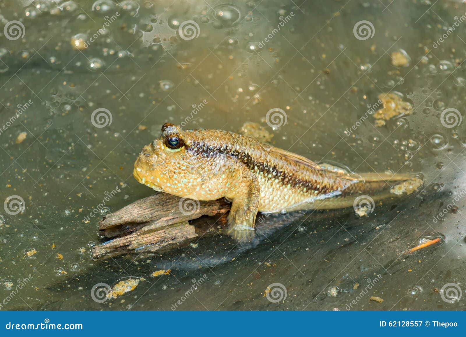 Mudskipper. stock image. Image of asian, exotic, nature - 62128557