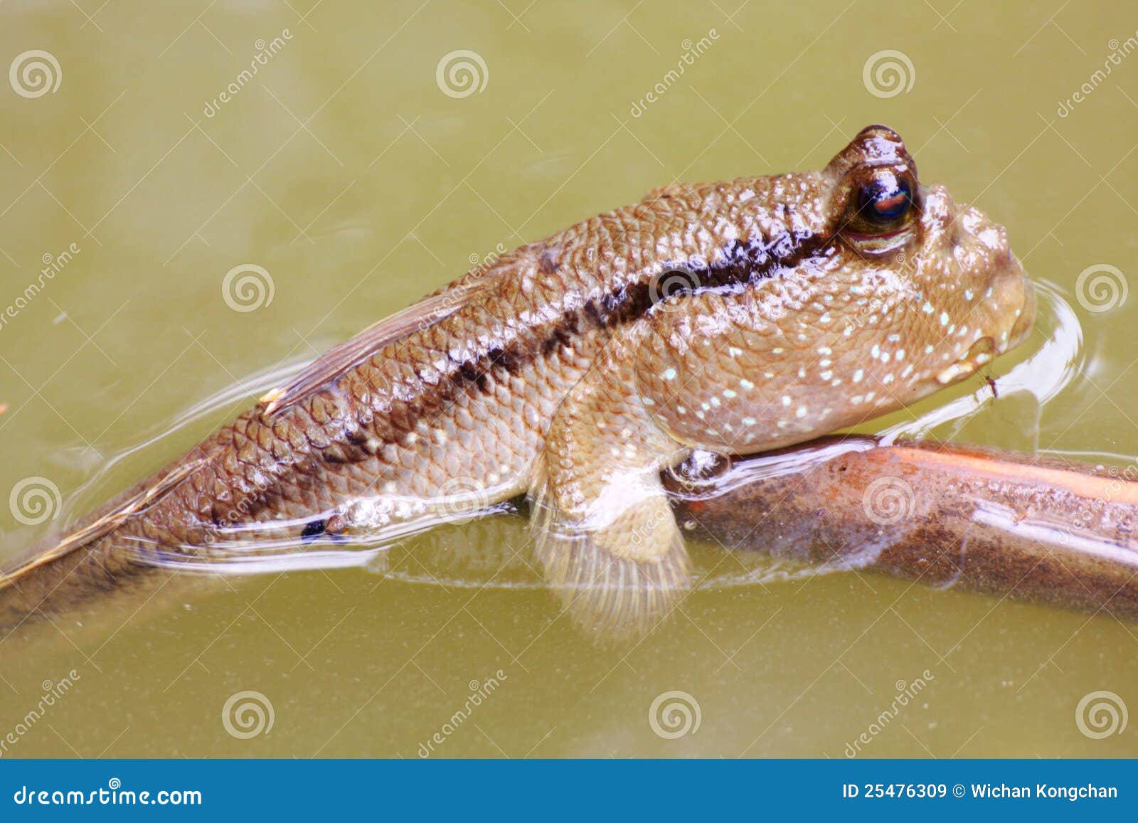 Mudskipper In Mangrove Forest Stock Image | CartoonDealer.com #177889831