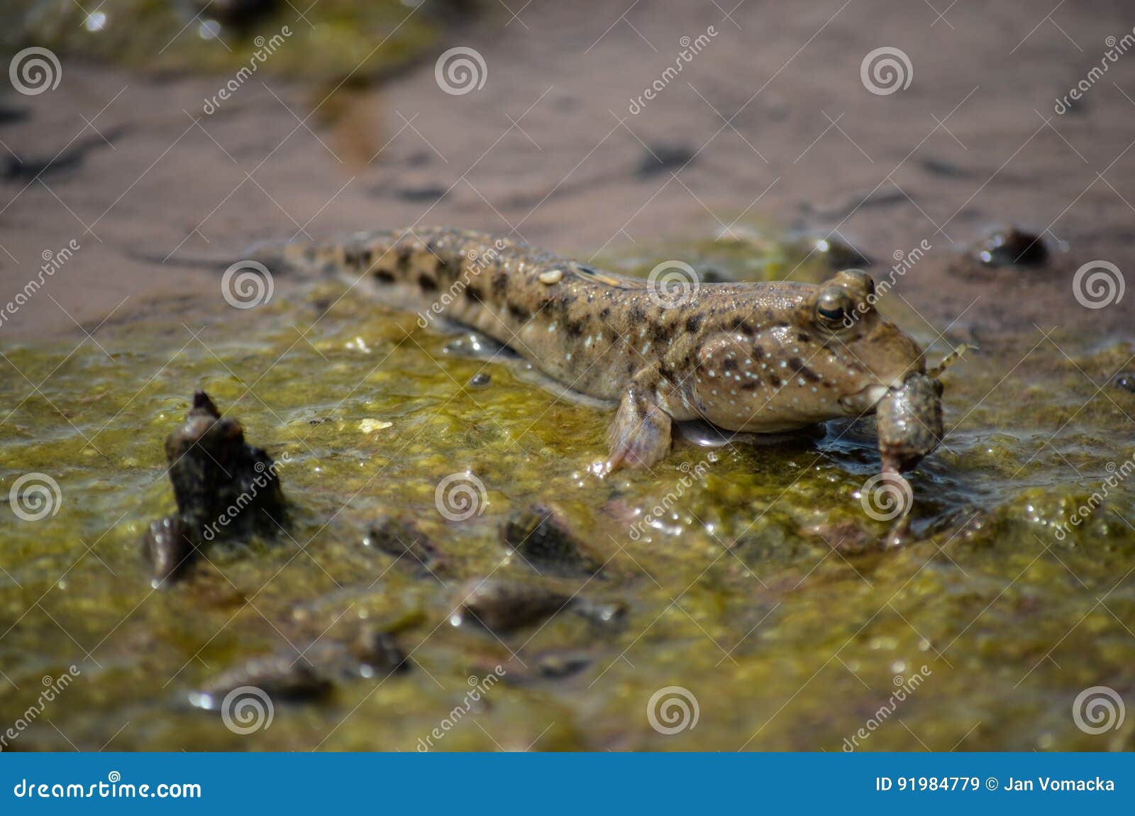 Mudskipper in the Middle of Persian Gulf. Stock Image - Image of nature ...