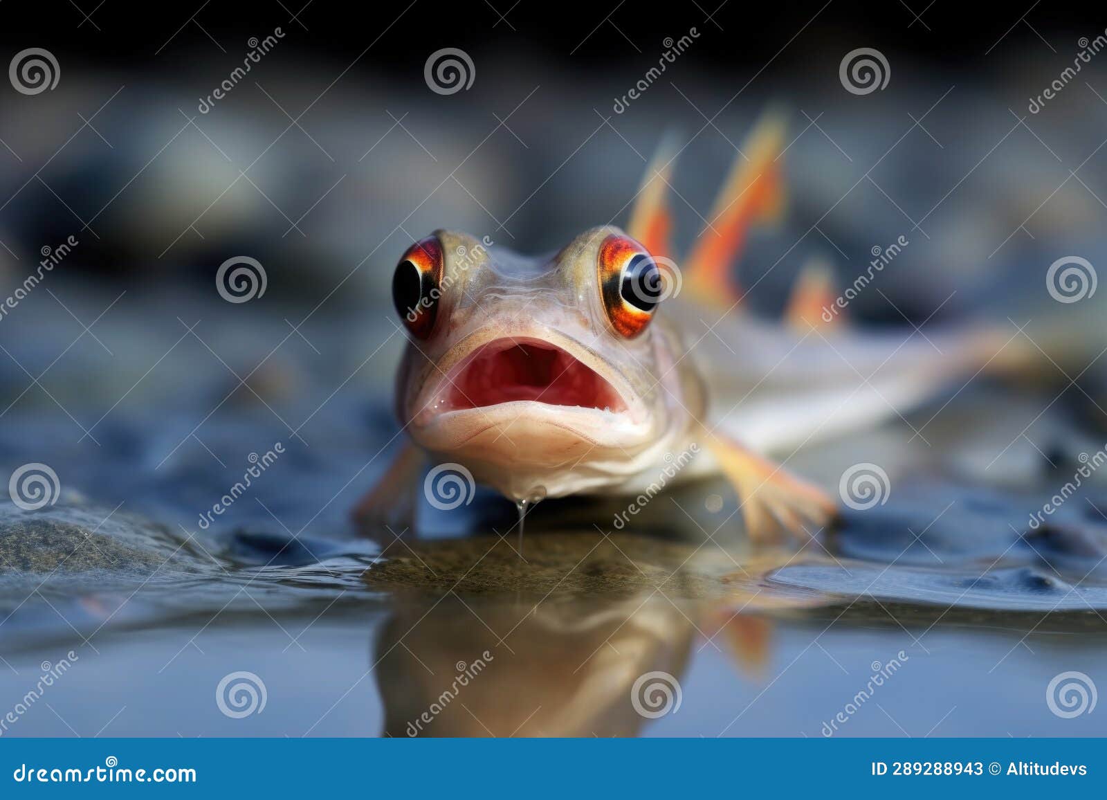 Mudskipper with Mouth Open, Displaying Gill Movement Stock Image ...