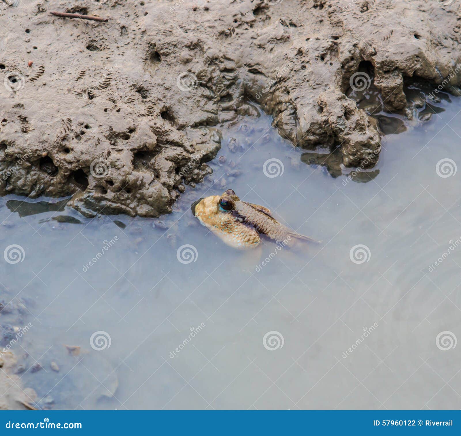 Mudskipper stock photo. Image of creationism, mesogobius - 57960122