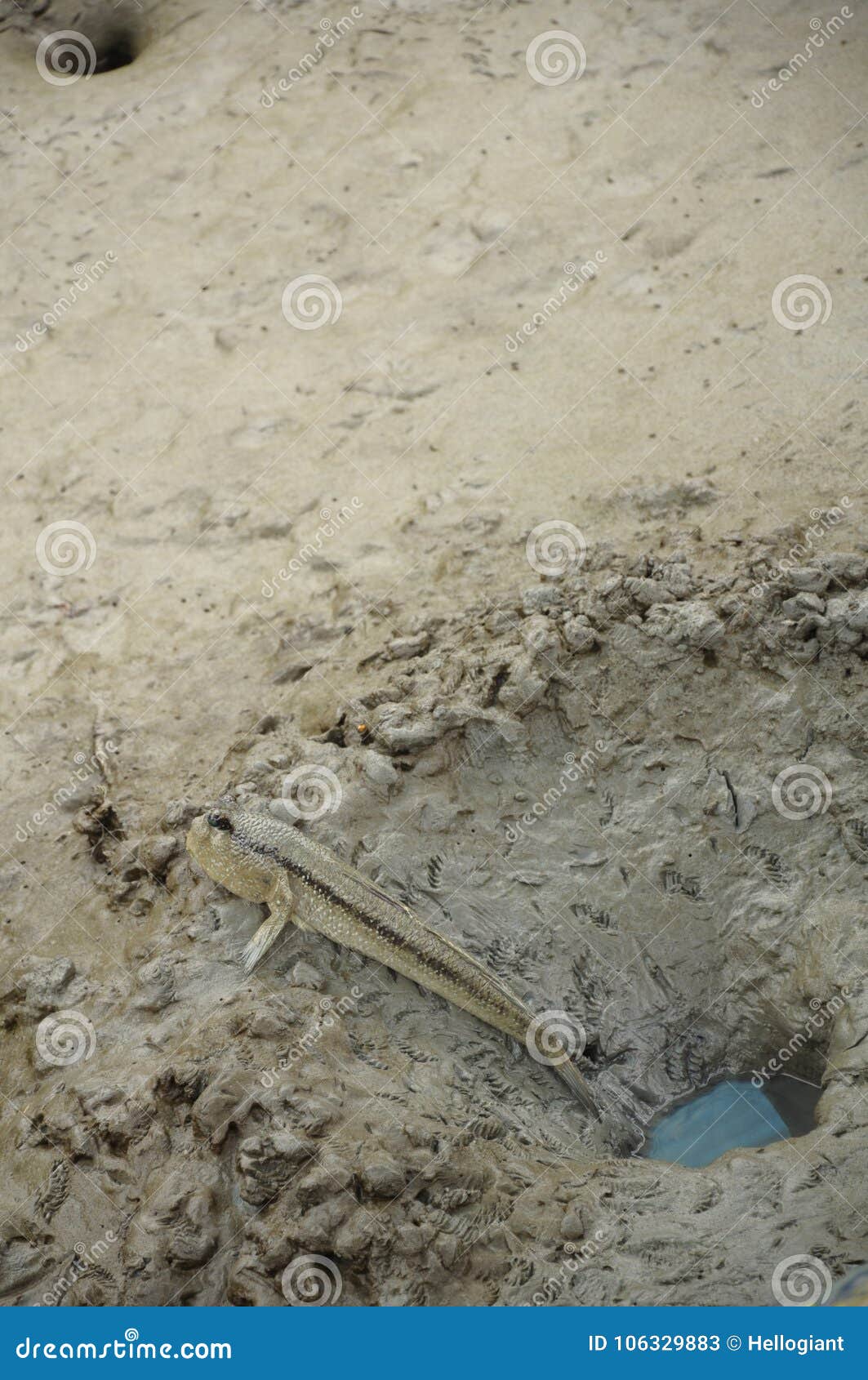 The Mudskipper is Moving Out of the Hole. Stock Image - Image of nature ...
