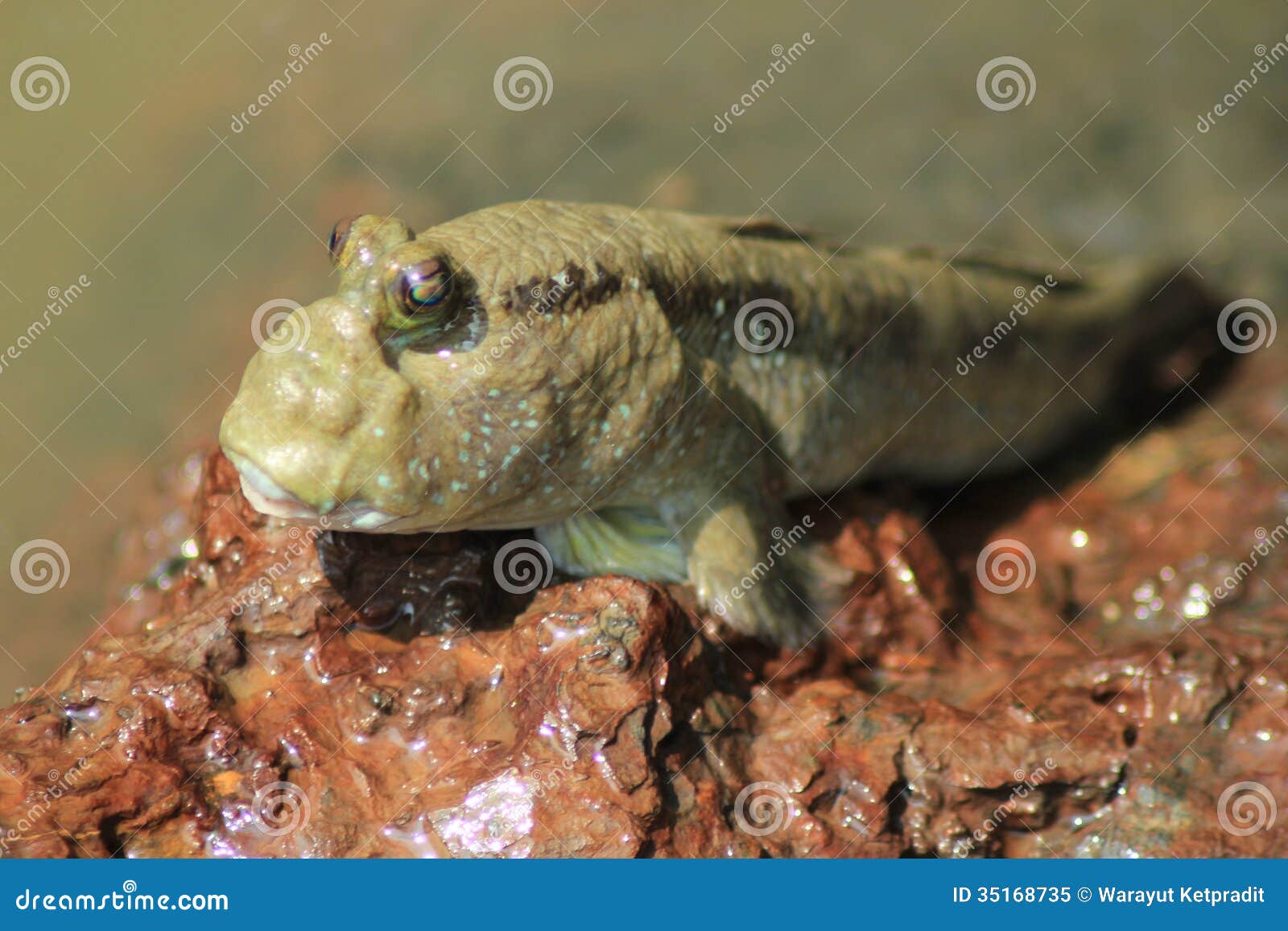 Mudskipper stock image. Image of fish, waiting, mudskipper - 35168735