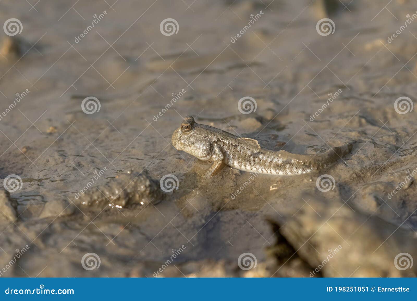 Mudskipper on Mud Flat stock image. Image of oxudercinae - 198251051