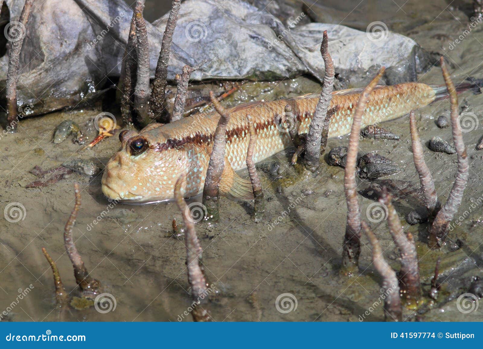 Mudskipper stock photo. Image of tide, closeup, kong - 41597774