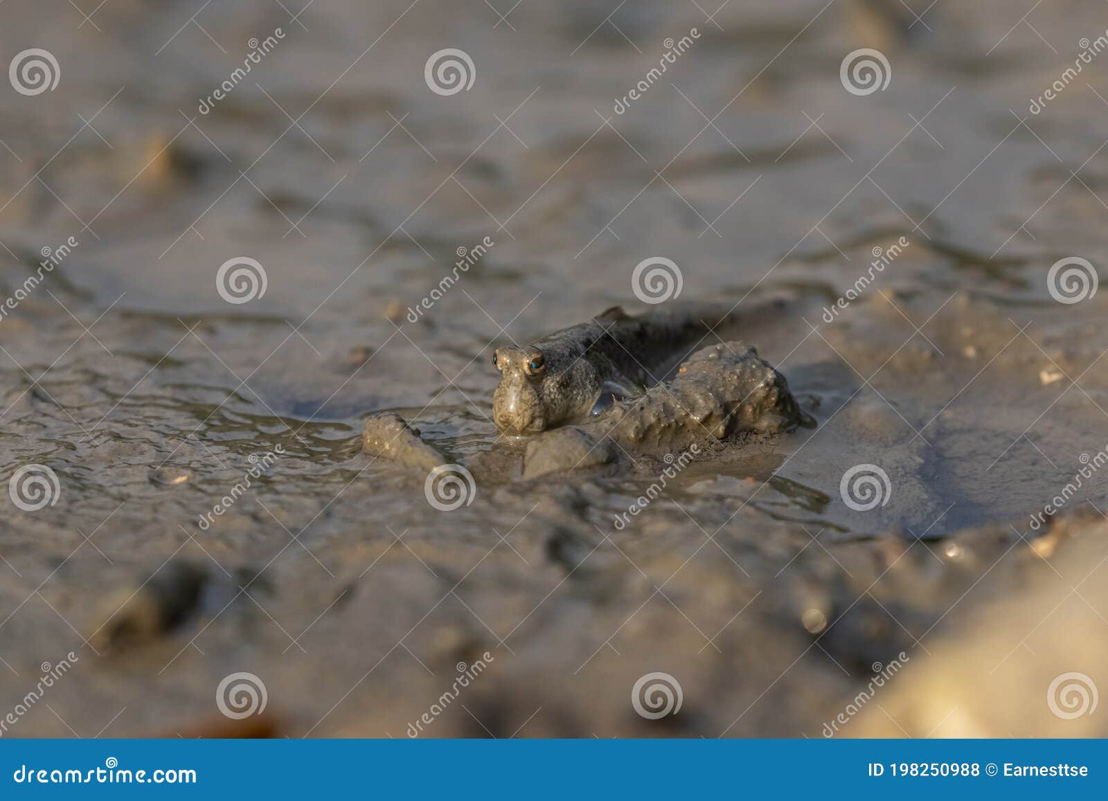 Mudskipper on Mud Flat foto de stock. Imagem de nave - 198250988