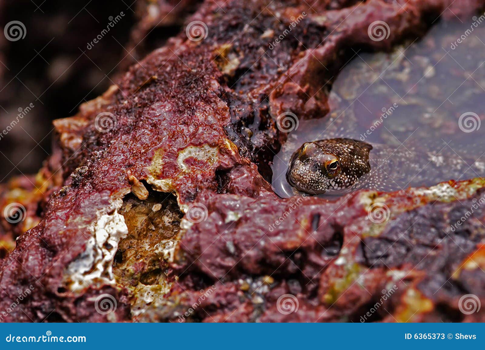 Mudskipper Resting in Puddle between Rocks Stock Image - Image of fish ...