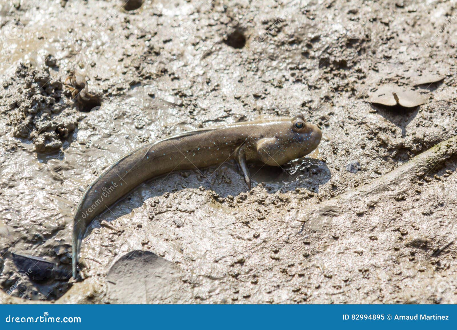 Mudskipper. Mudskippers Common In Can Gio Coastal Area, Vietnam Stock ...