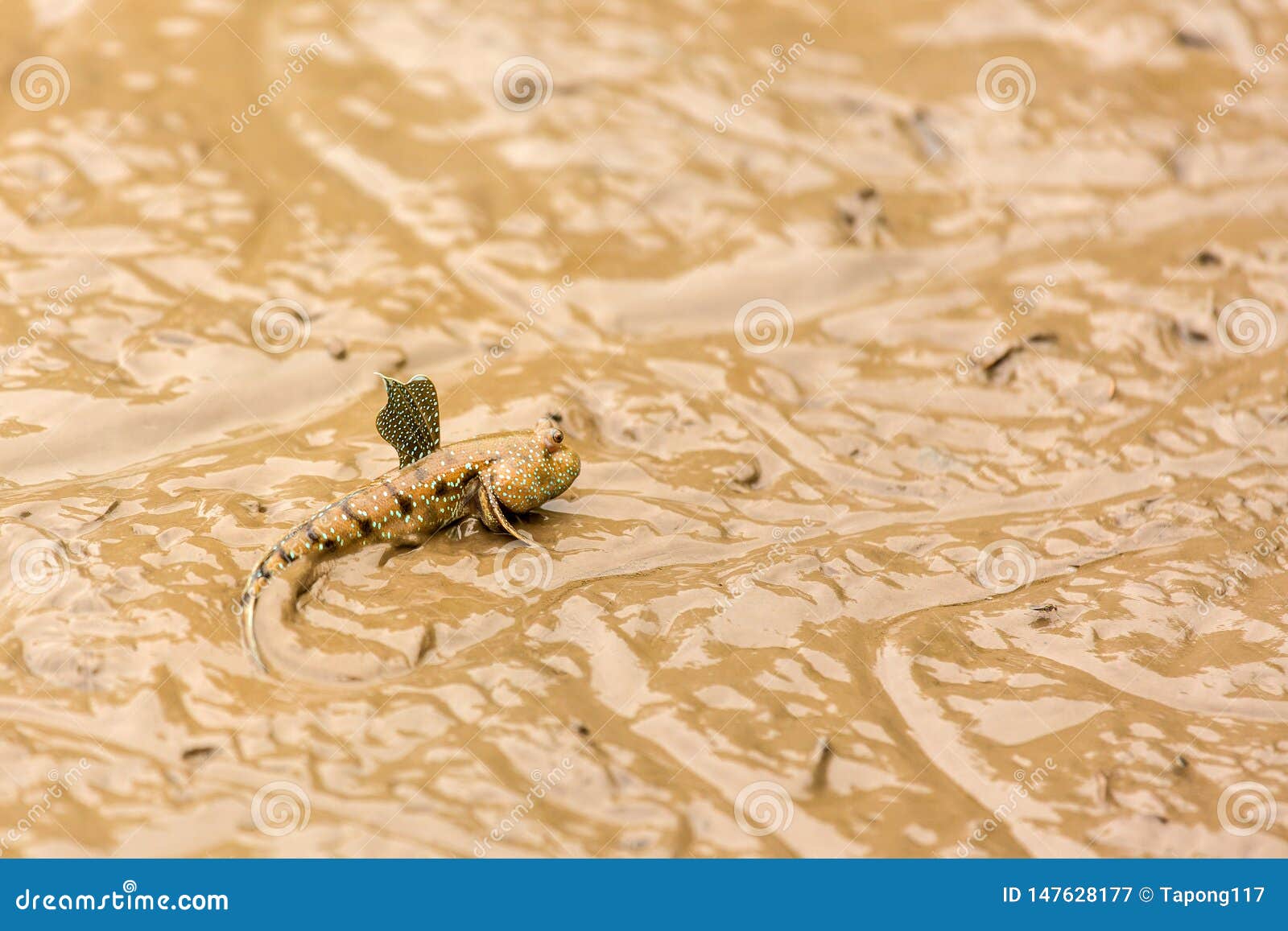 Mudskippers fish stock image. Image of spotted, wildlife - 147628177
