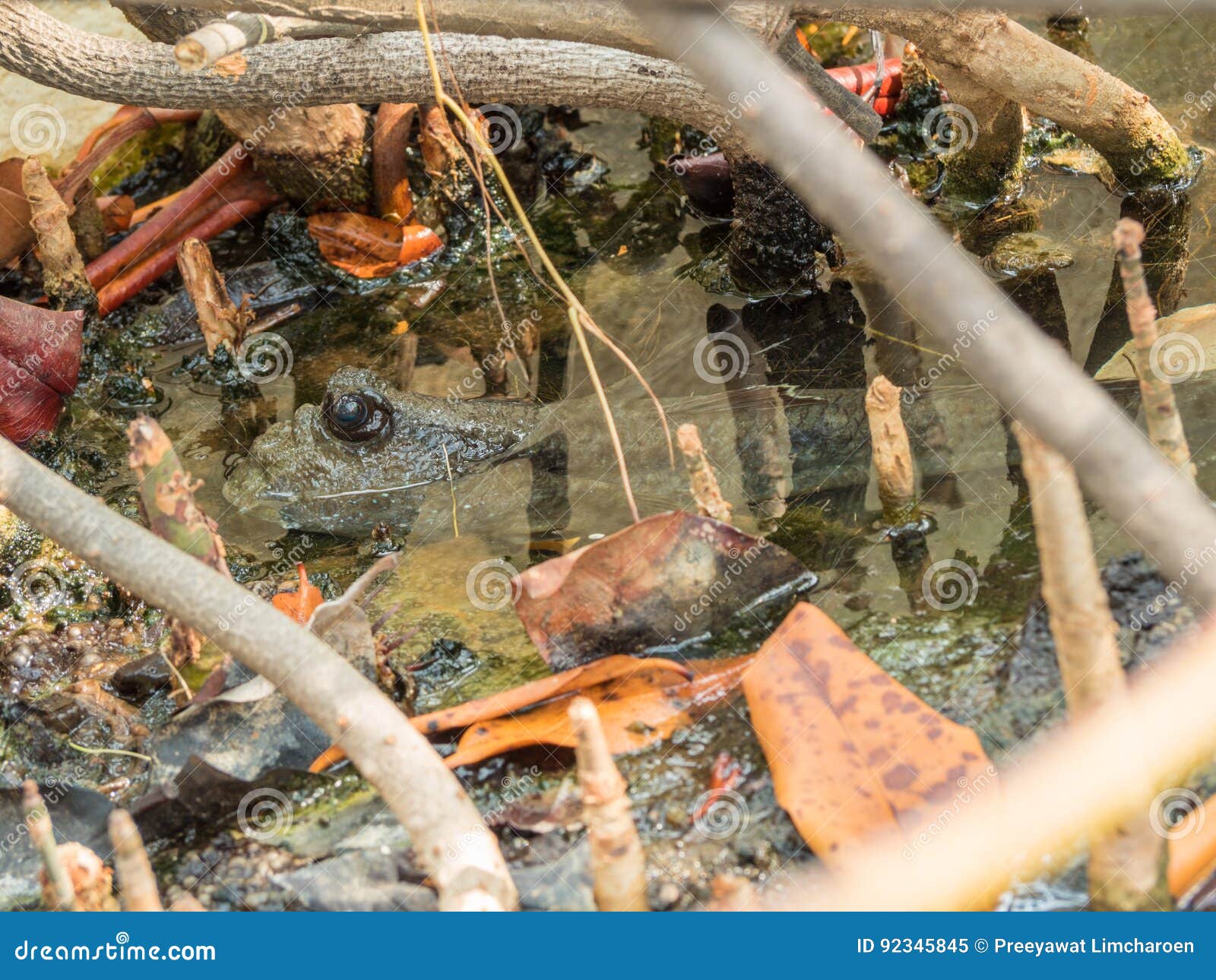 Mudskippers stock image. Image of wildlife, skipper, asian - 92345845