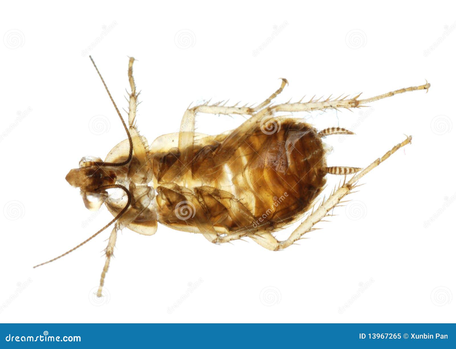 Mue d'insecte de cancrelat image stock. Image du brut - 13967265