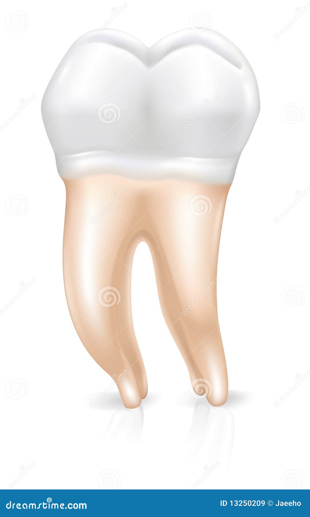 Muela ilustración del vector. Ilustración de medicina - 13250209