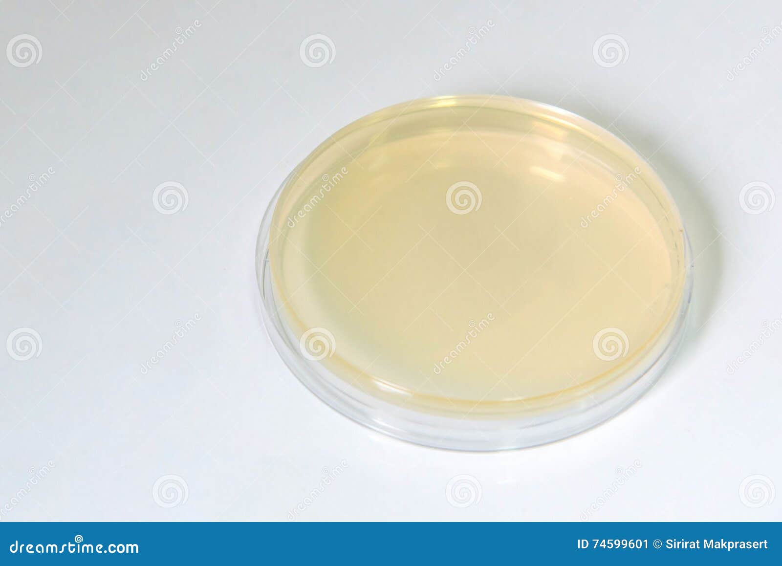 Mueller Hinton Plate for Sensitivity Test. Stock Image - Image of ...