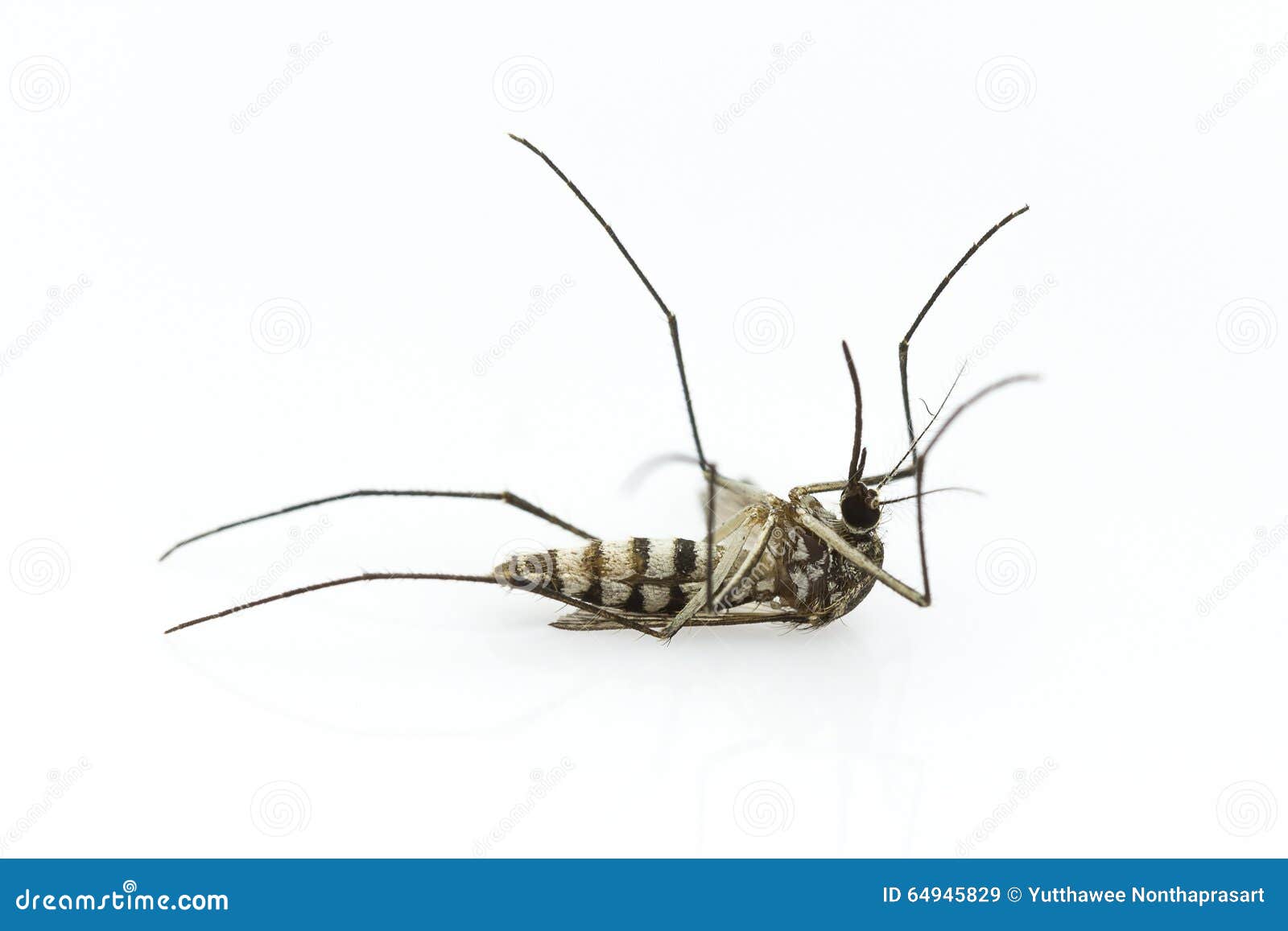 Muerte del mosquito imagen de archivo. Imagen de cubo - 64945829