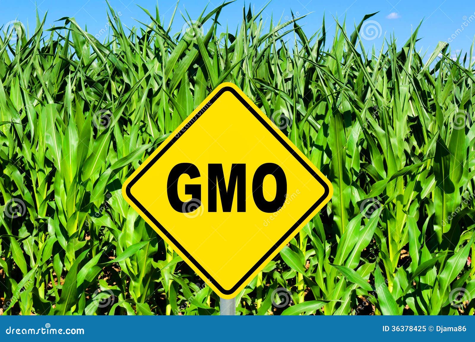 Muestra de la OGM imagen de archivo. Imagen de cocinado - 36378425