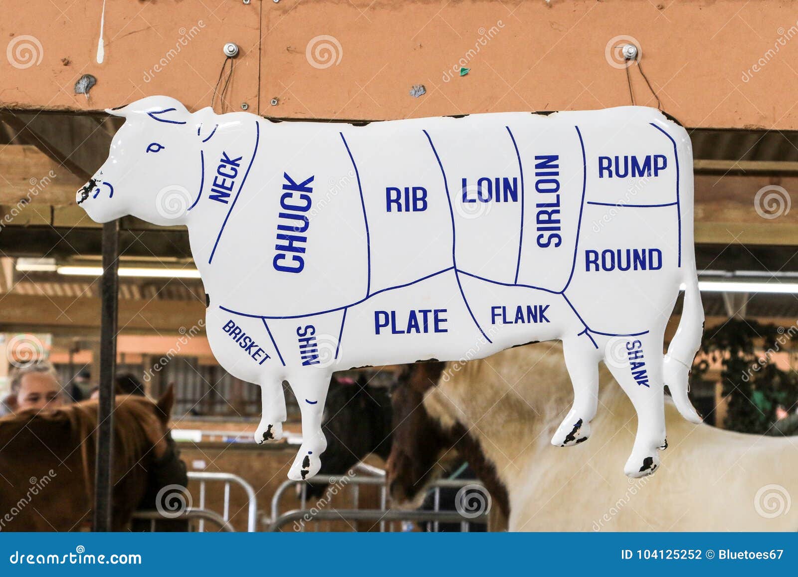 Muestra Formada Vaca Que Muestra Cortes De La Carne De Vaca Foto de ...