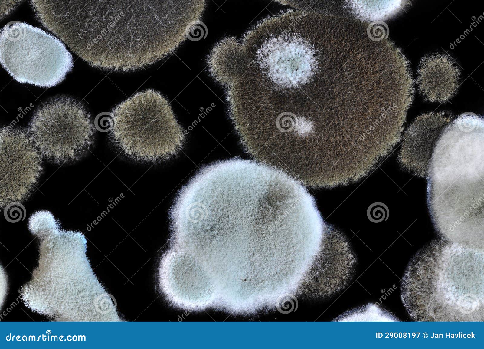 Muffa immagine stock. Immagine di muffa, cerchio, bagnato - 29008197