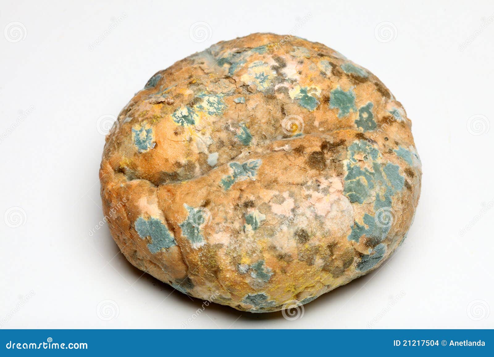 Muffa Che Cresce Sul Vecchio Pane Fotografia Stock - Immagine di micro ...