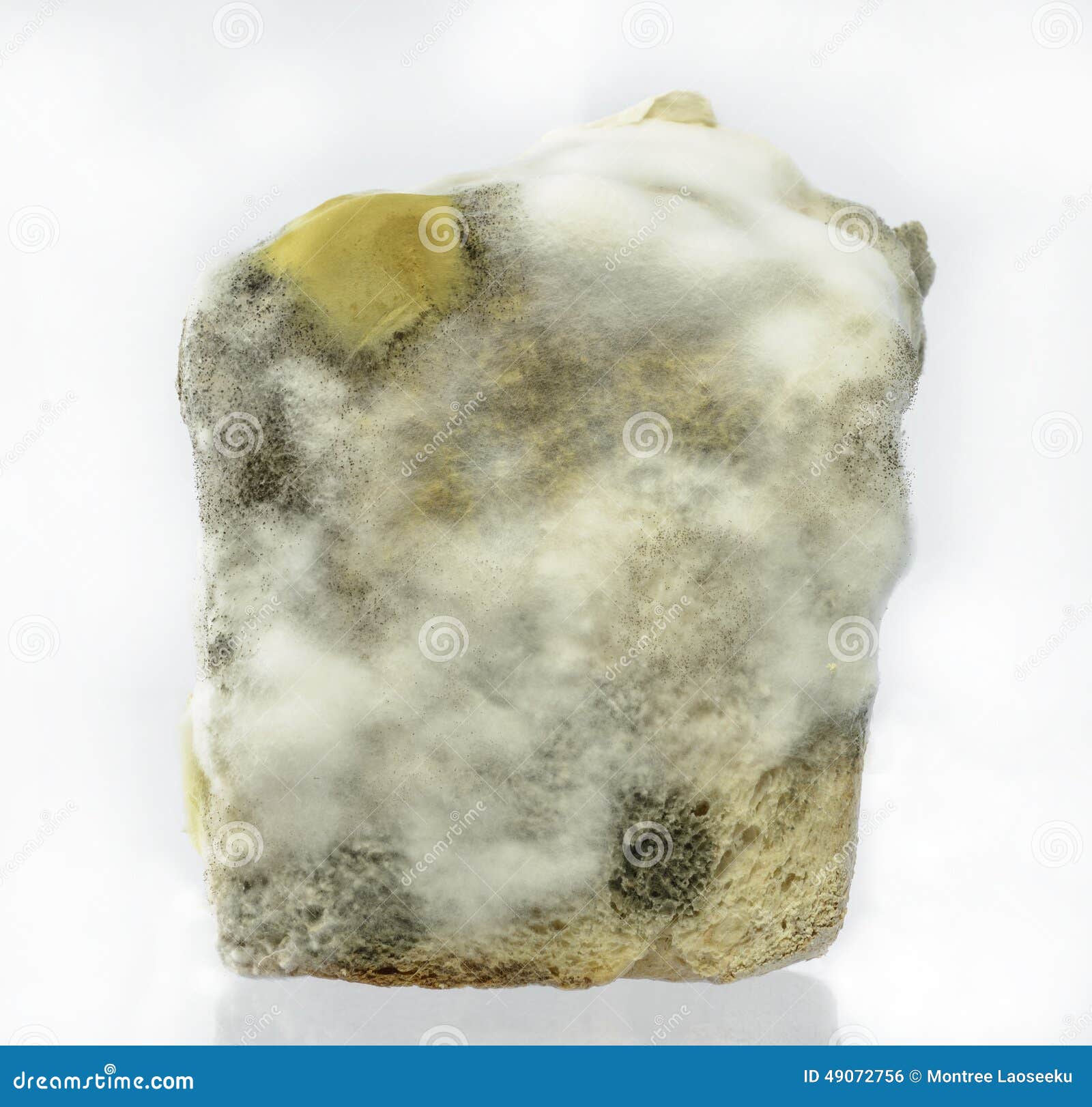 Muffa di pane fotografia stock. Immagine di fungo, spora - 49072756