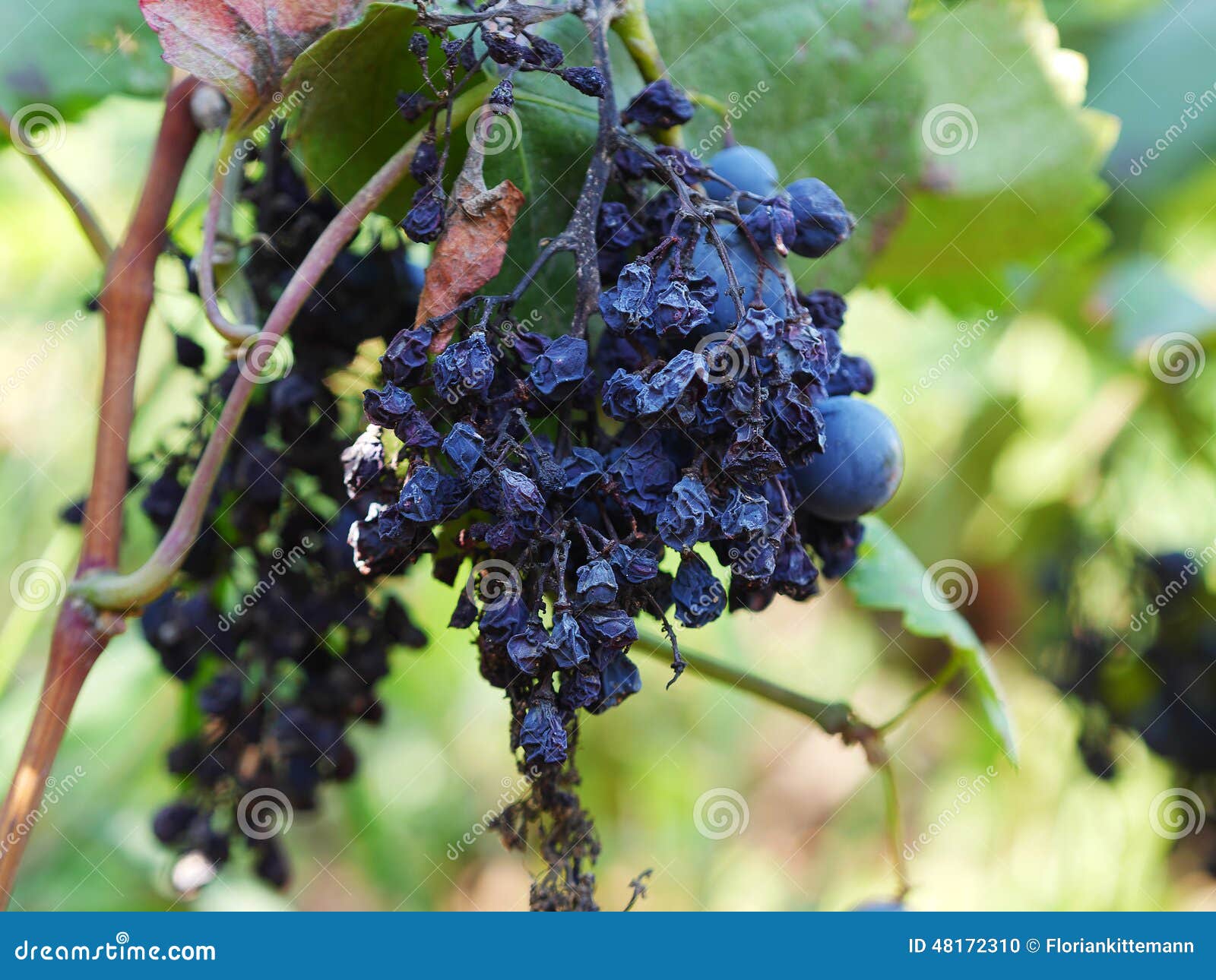 Muffa lanuginosa dell'uva fotografia stock. Immagine di muffa - 48172310